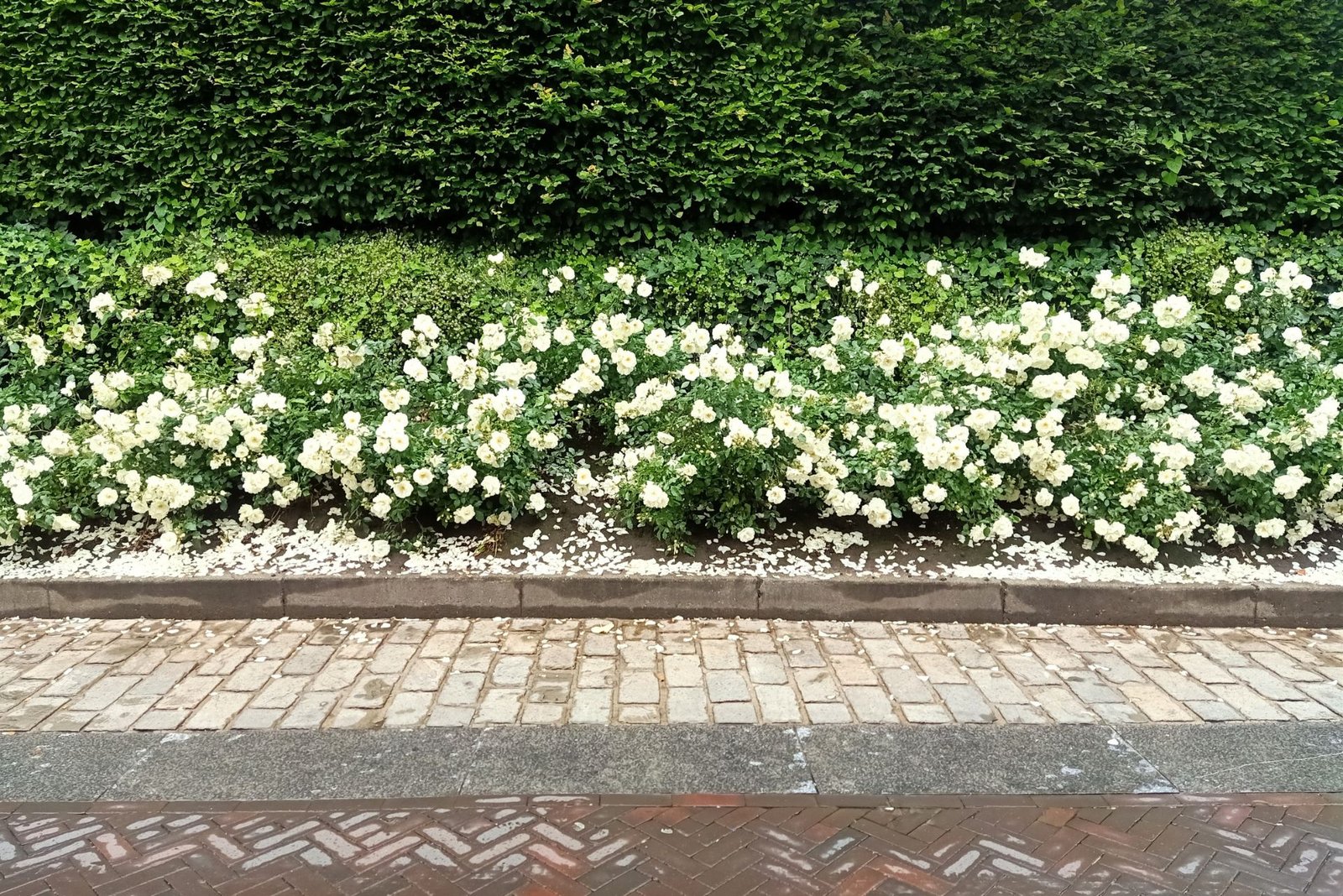 Ultimate Guide To Concrete Garden Edging NZ
